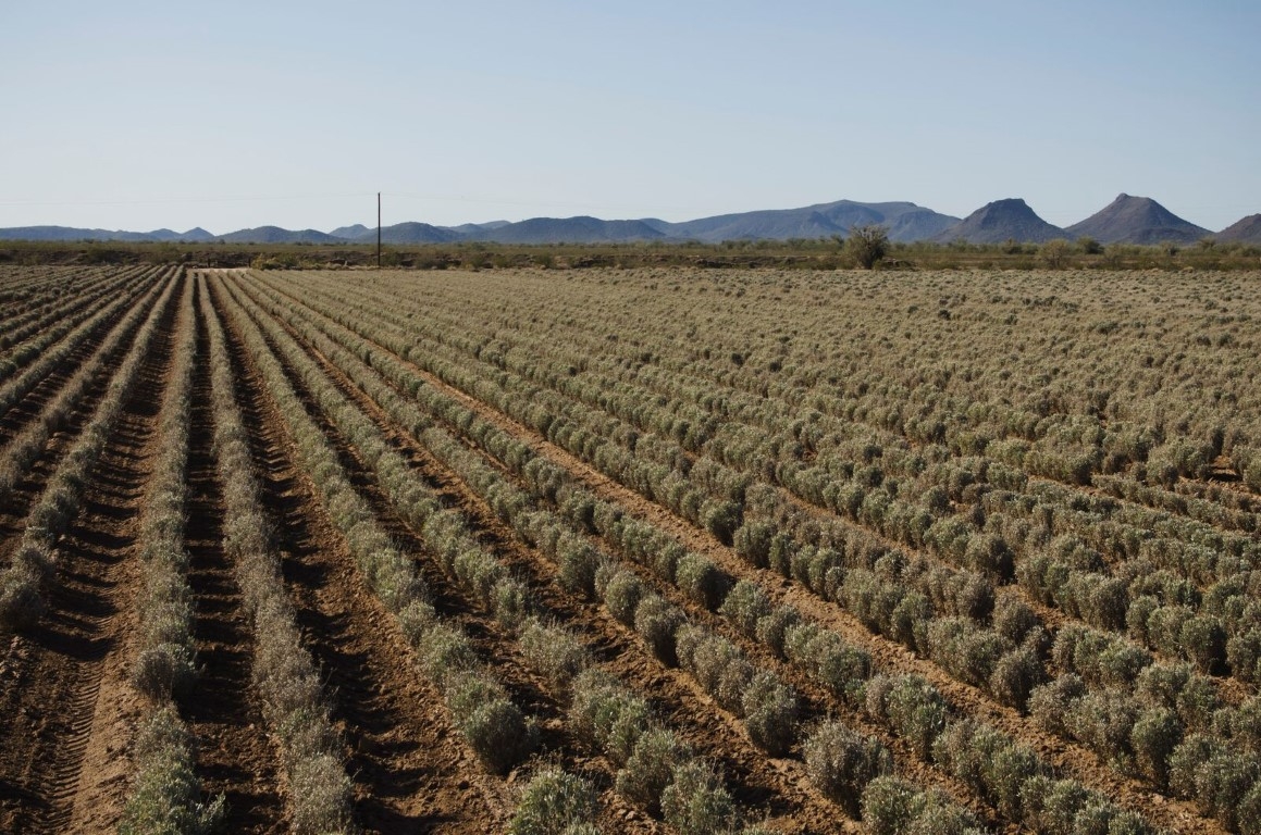 Guayule research targets improved drought tolerance, disease resistanc