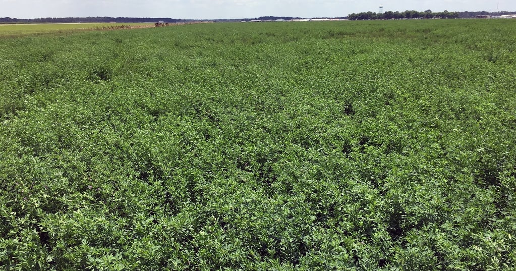 Georgia alfalfa is best in Southeast for 2018