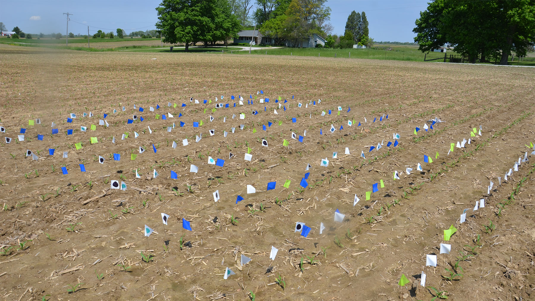 Farmers consider corn seeding rate cuts amid prices