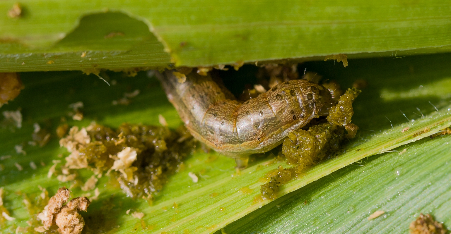 Fall armyworms were a miss this year