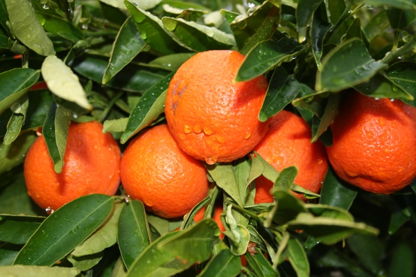 California Crop Weather: citrus industry in harvest mode | Farm Progress