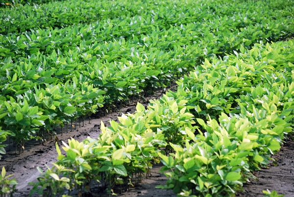 DuPont Pioneer offers new Roundup Ready 2 Xtend soybean varieties
