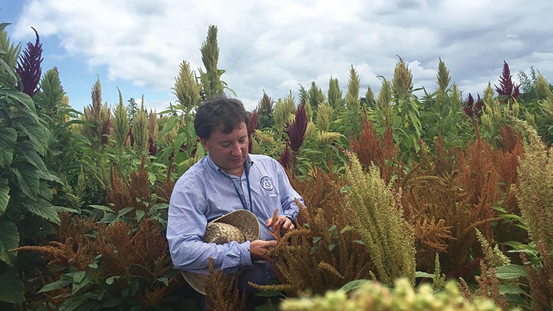 TSU develops amaranth grain varieties for farms