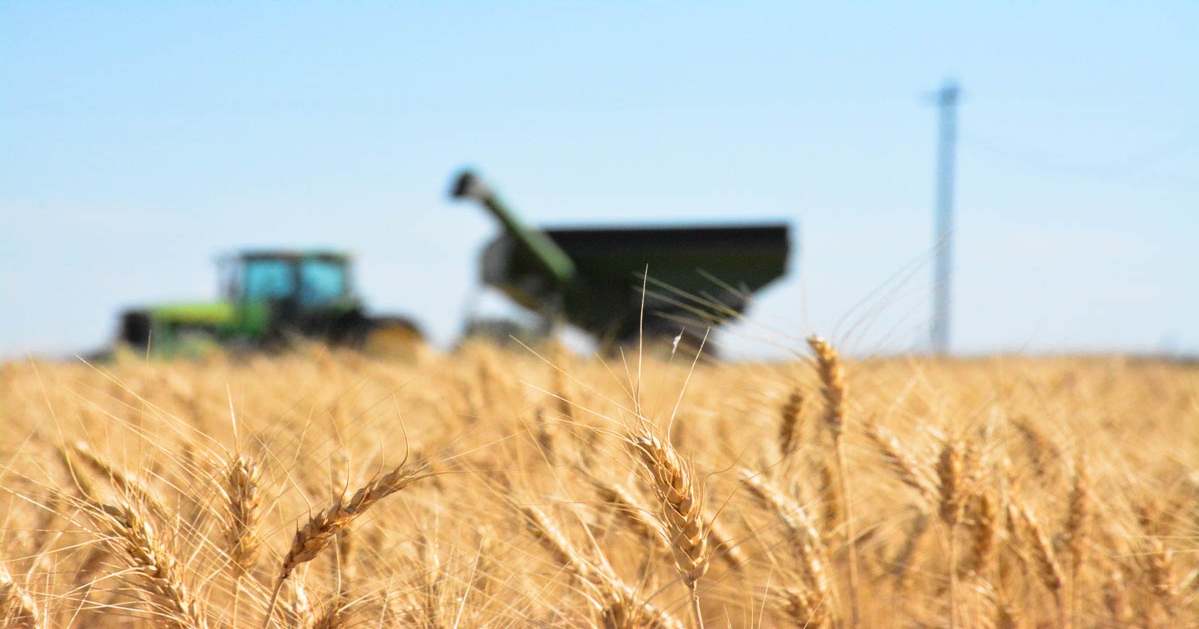 Wheat "Top Picks" list released