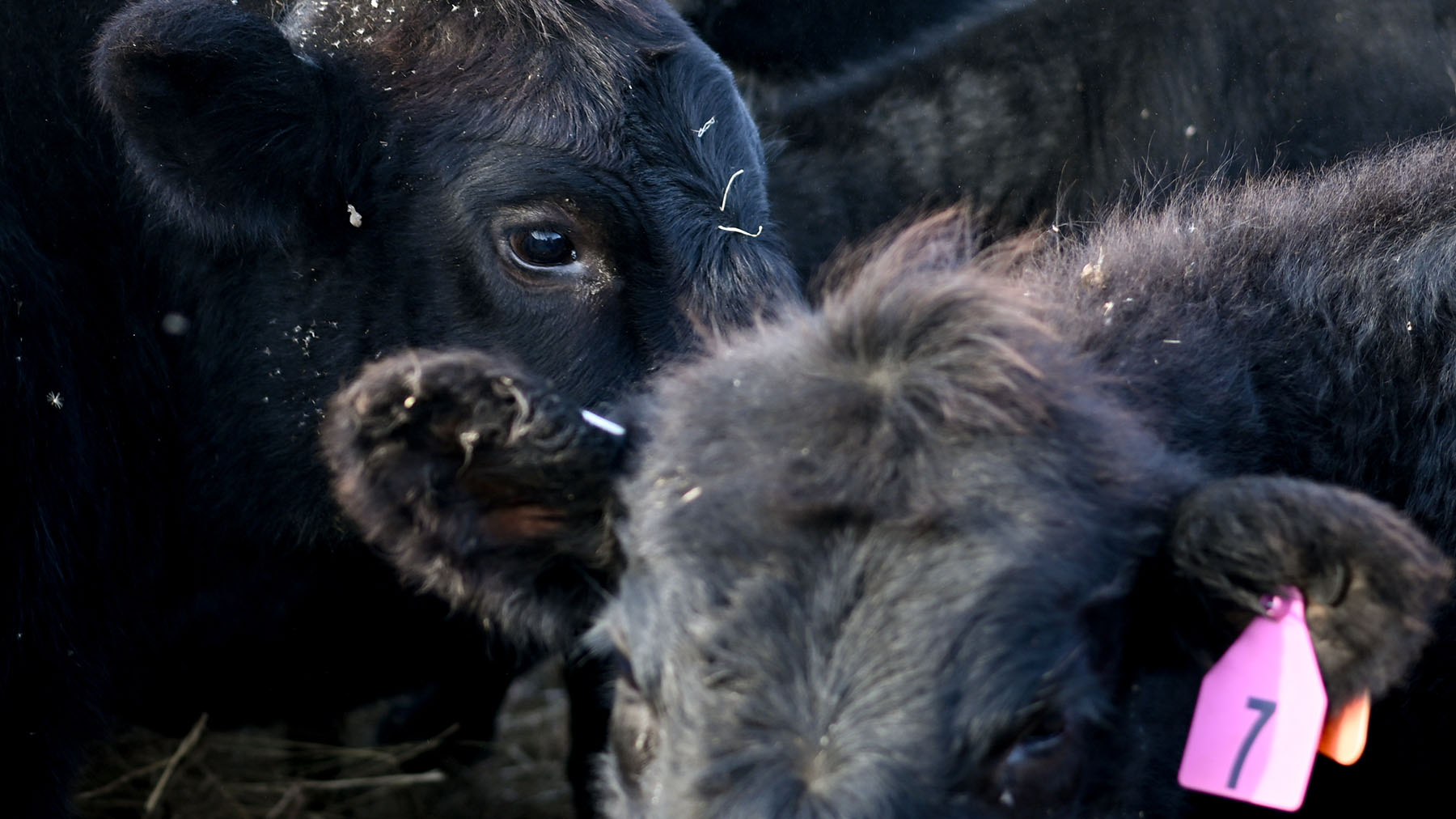 Tyson plant closure to ease cattle price surge by 2026