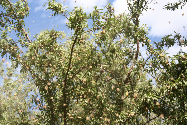 Researchers study ‘mysterious’ lower limb dieback disease in almond