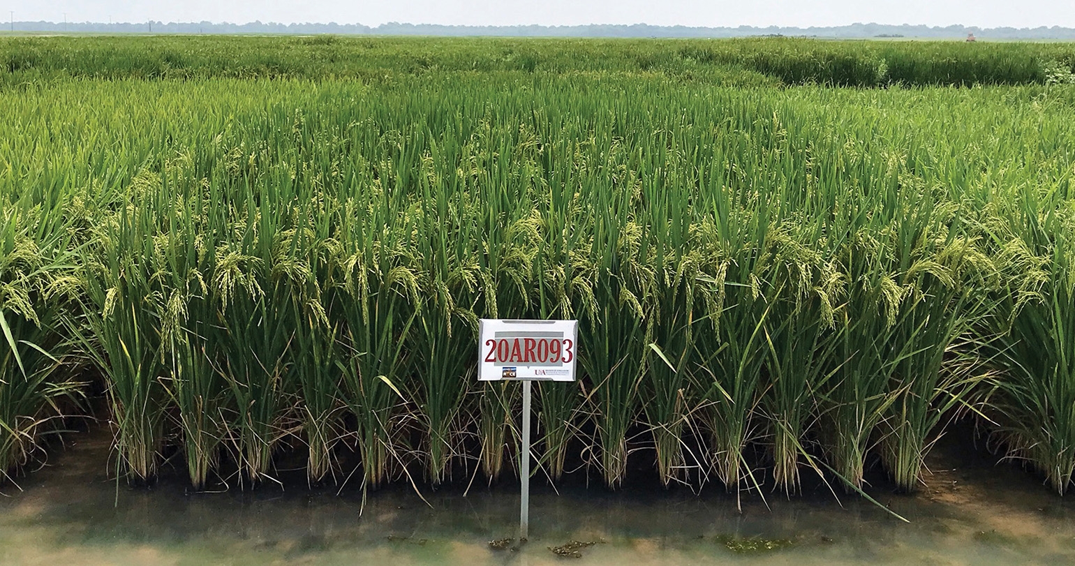 UofA releases high-yield rice variety