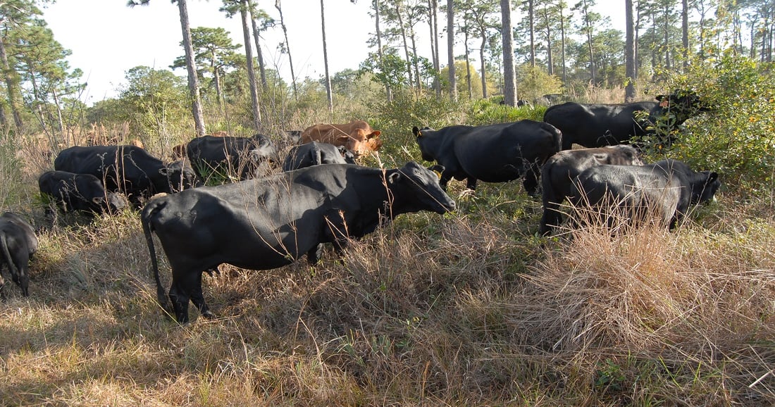 Good cows revisited