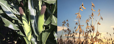 Production Guide Offers Insight into Corn, Soybean Production