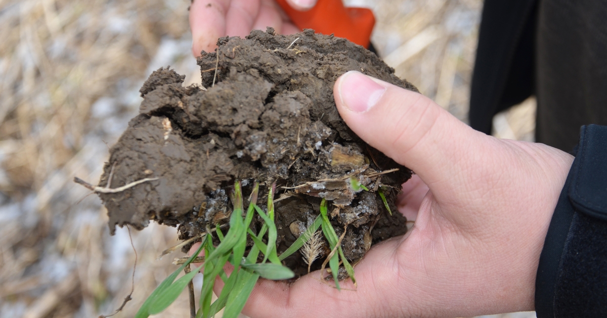 4 ways to improve soil health