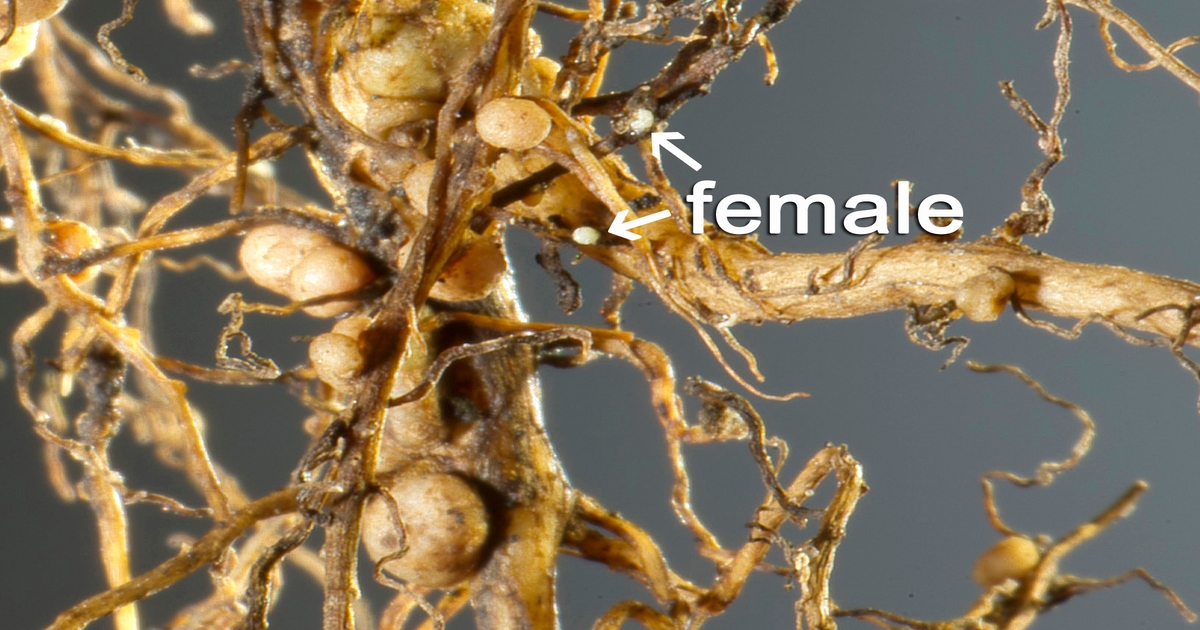 Widely Variable Soybean Cyst Nematode Makes On-Farm Testing Key