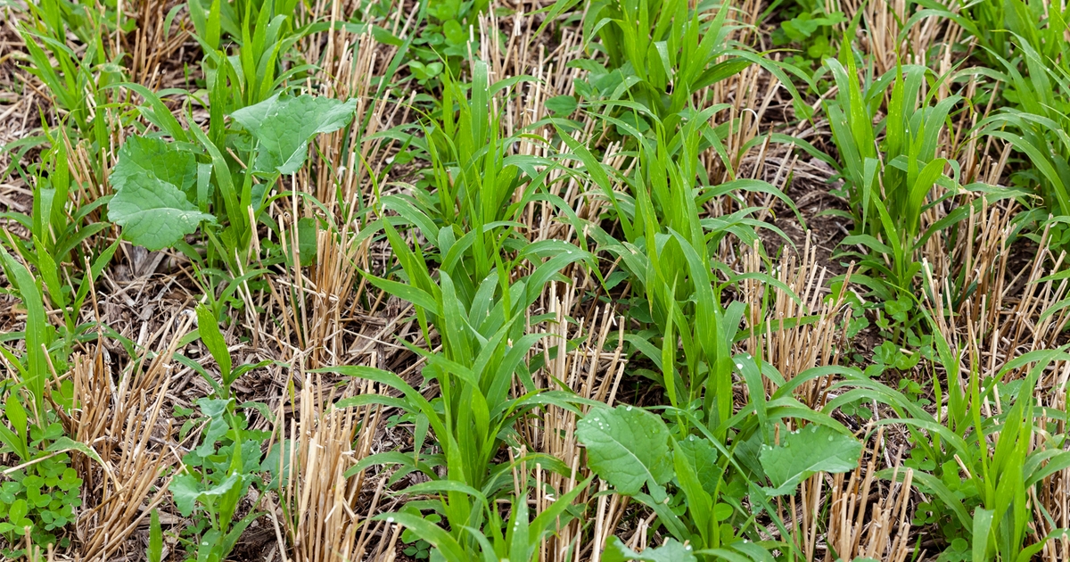 Producers reap rewards of cover crops