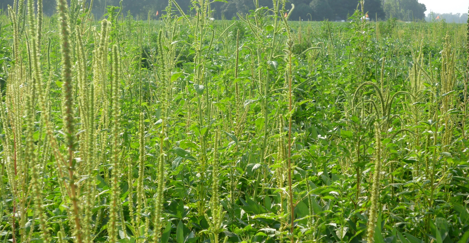 Here’s help for Palmer amaranth control