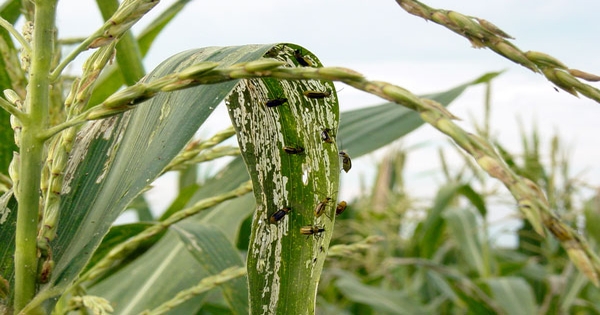 Mutant corn could help control ‘billion-dollar-bug’