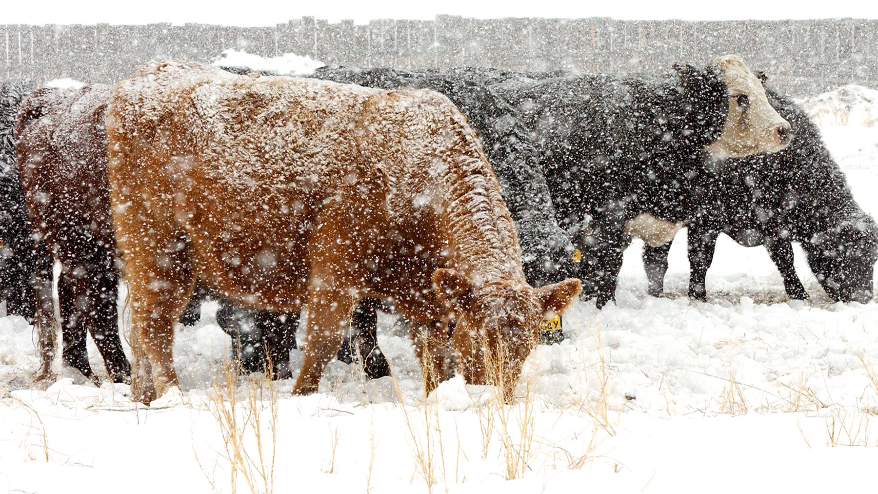 Increase energy in feed for cold cows