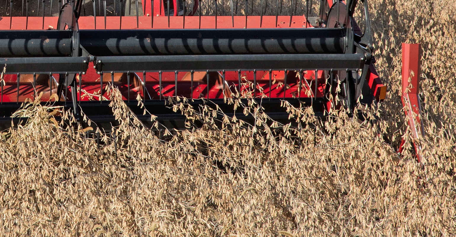 Herbicide use concern for ’19 LibertyLink soybeans