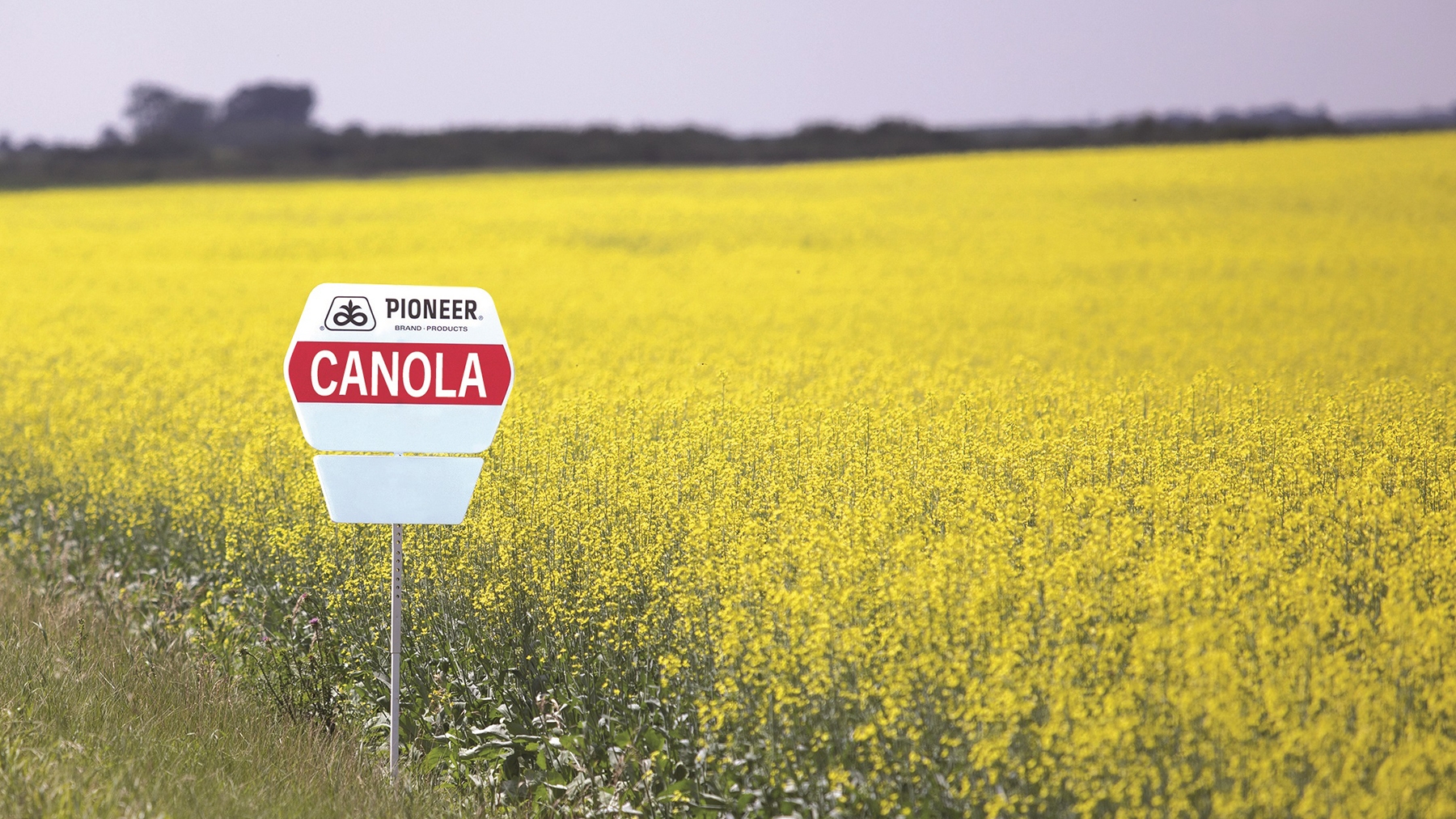Canola option open for Midsouth farmers