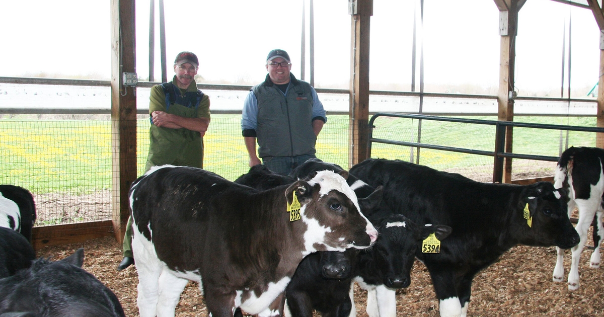 Probiotic gel improves transition cow health