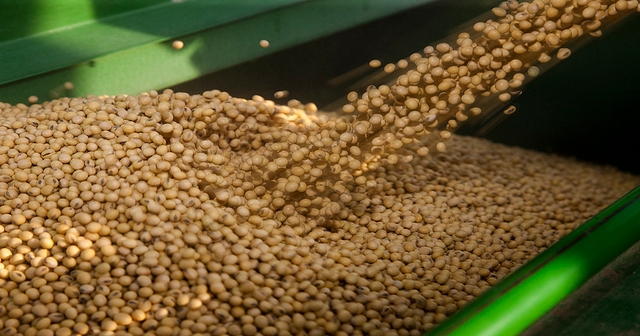 Seed treatments: Six things soybean farmers should know