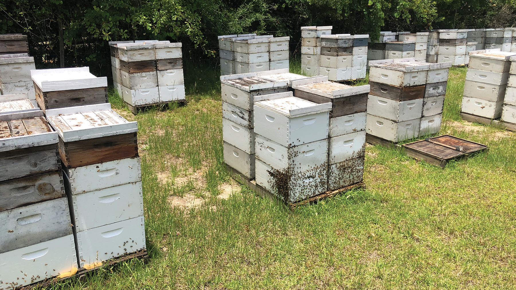 Beekeeping journey has taken company across U.S.