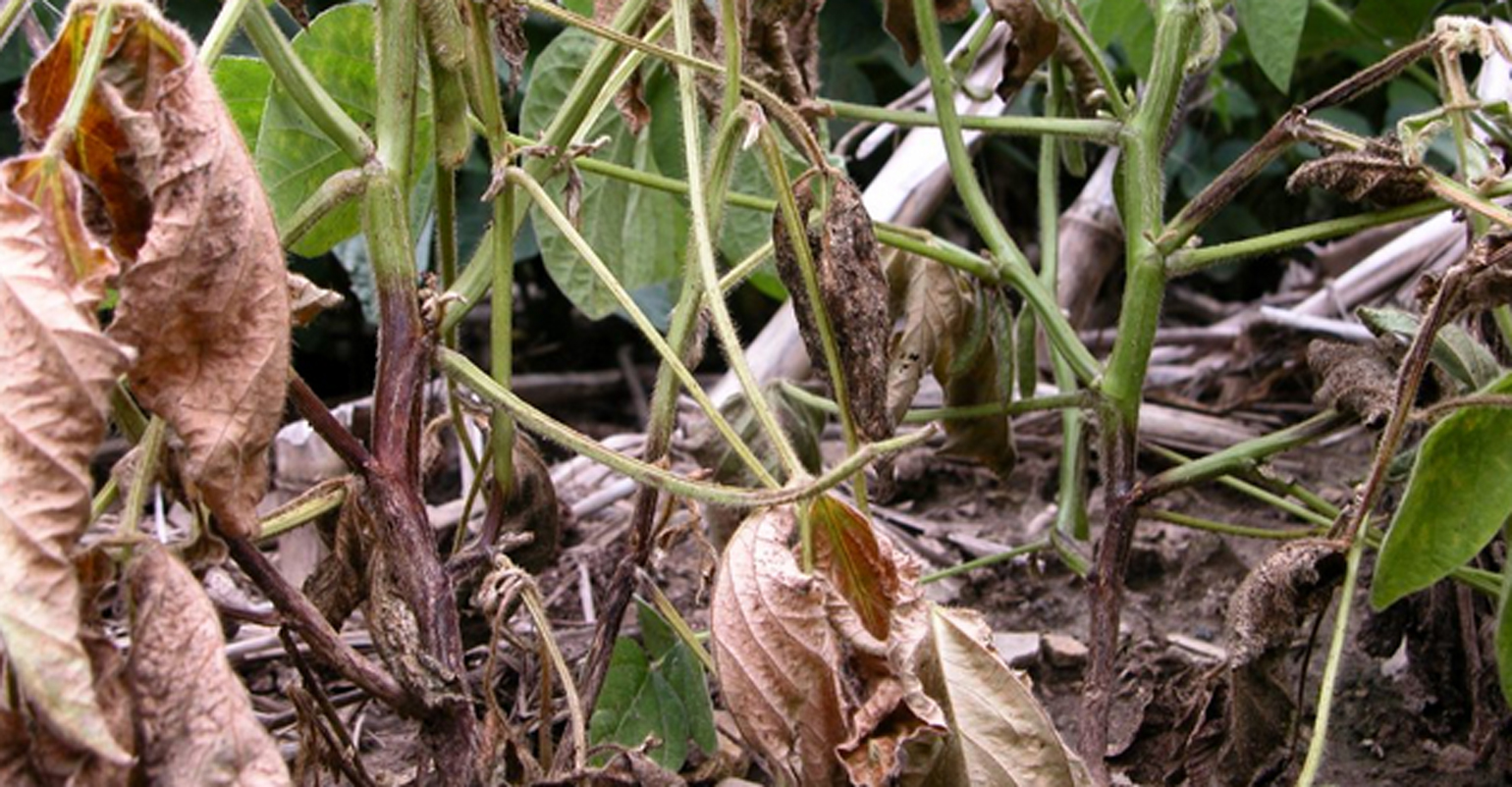 Watch out for soybean seedling diseases