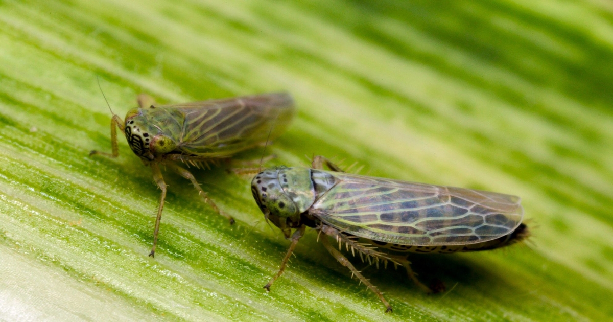 Insect Allies saving corn from widespread disaster