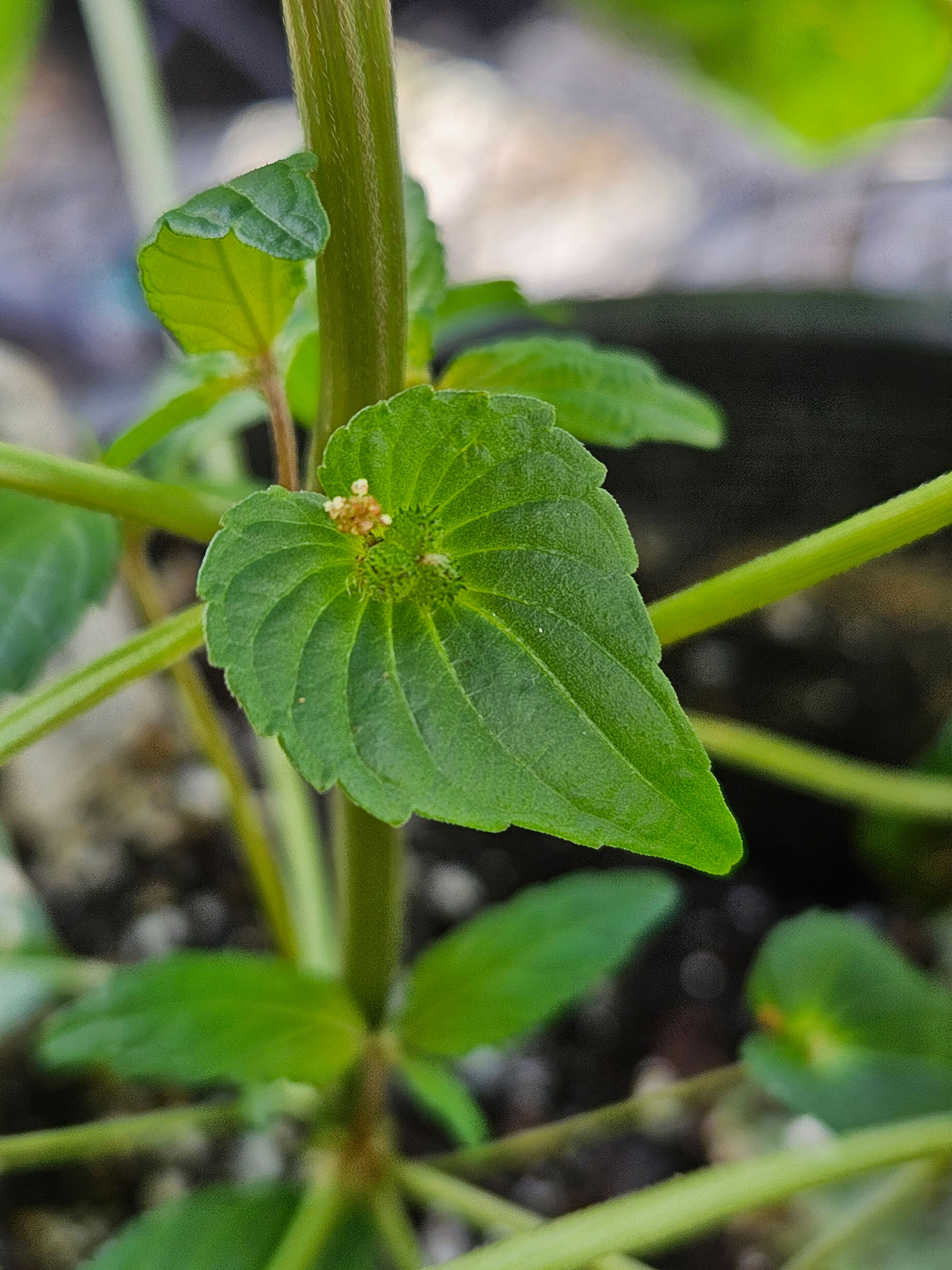 Asian copperleaf threatens Illinois crops