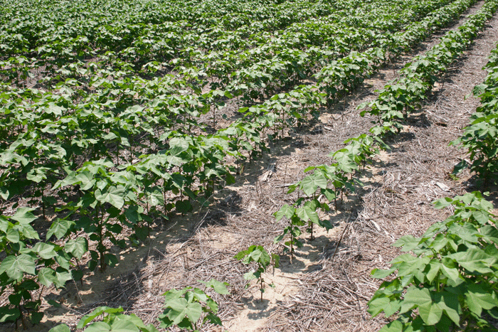 Southeast crop stands showing great variability | Farm Progress