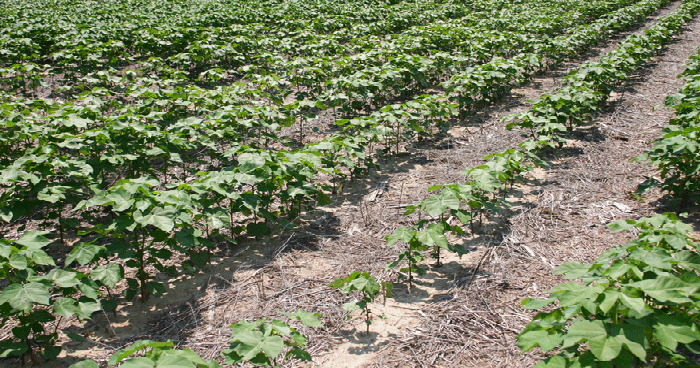 Southeast crop stands showing great variability | Farm Progress