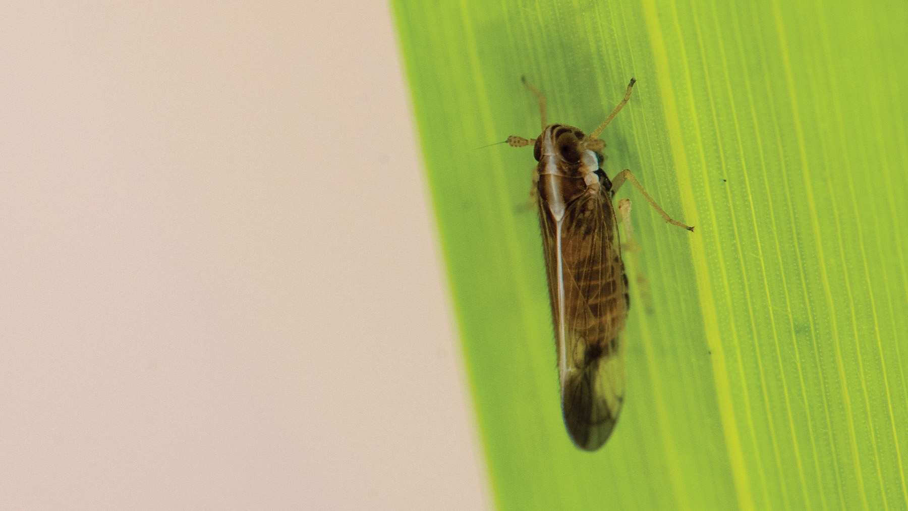 Rice delphacid threatens crops in the South