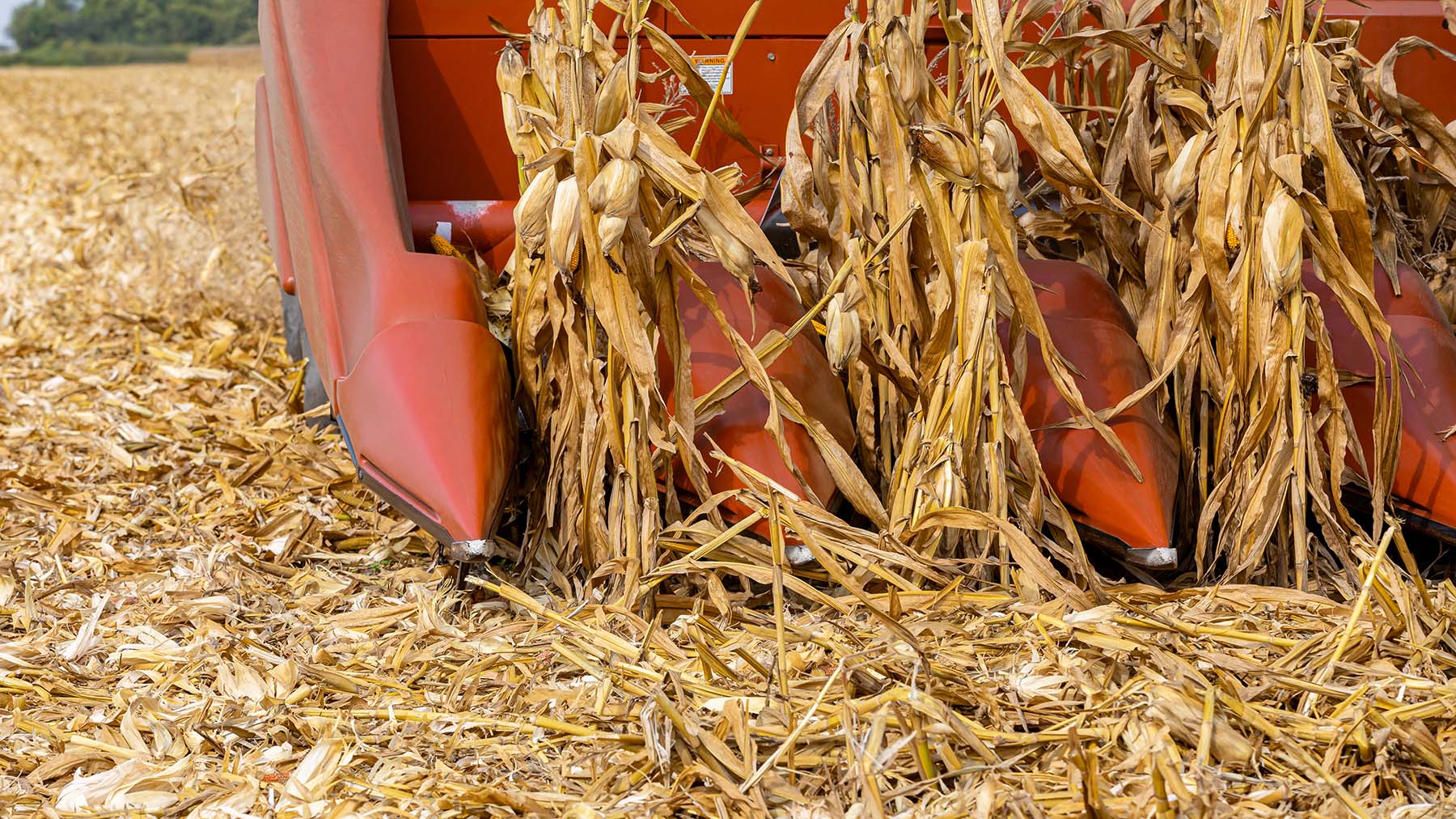 Crop progress: 2025 corn harvest officially kicked off