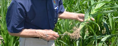 Up-close look at anatomy of a corn plant