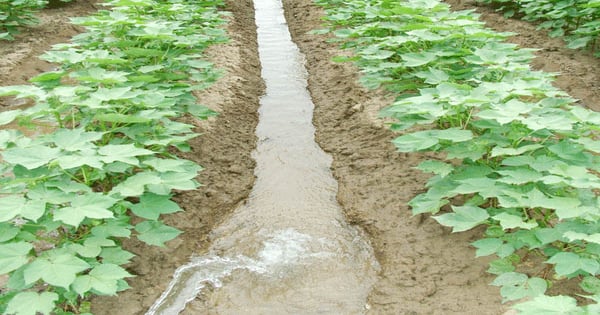 Timing essential in water use for cotton production | Farm Progress