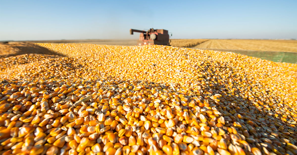 Corn acres expected to drop 4 million in 2026