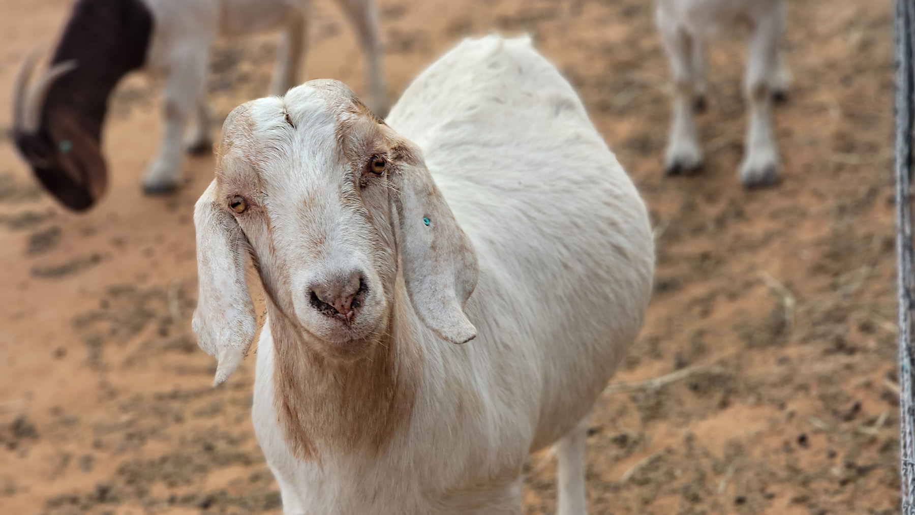 Meat goat demand continues to rise