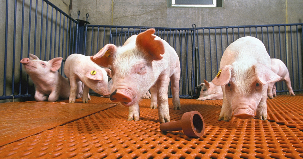 Pork producers battle 'fake meat', '60 Minutes'