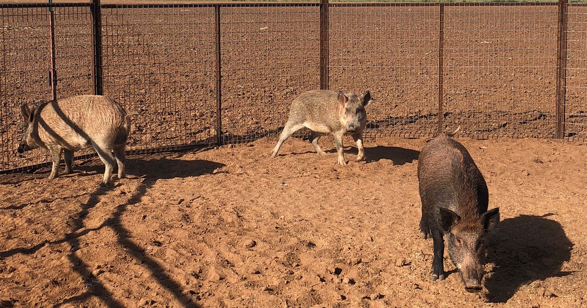 Feral hogs take bite out of cotton yields