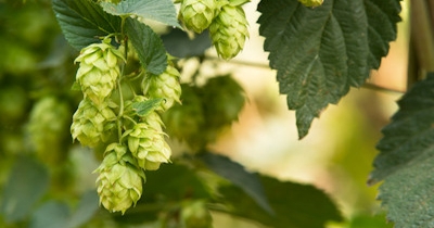 Hops may have enhanced value beyond beer