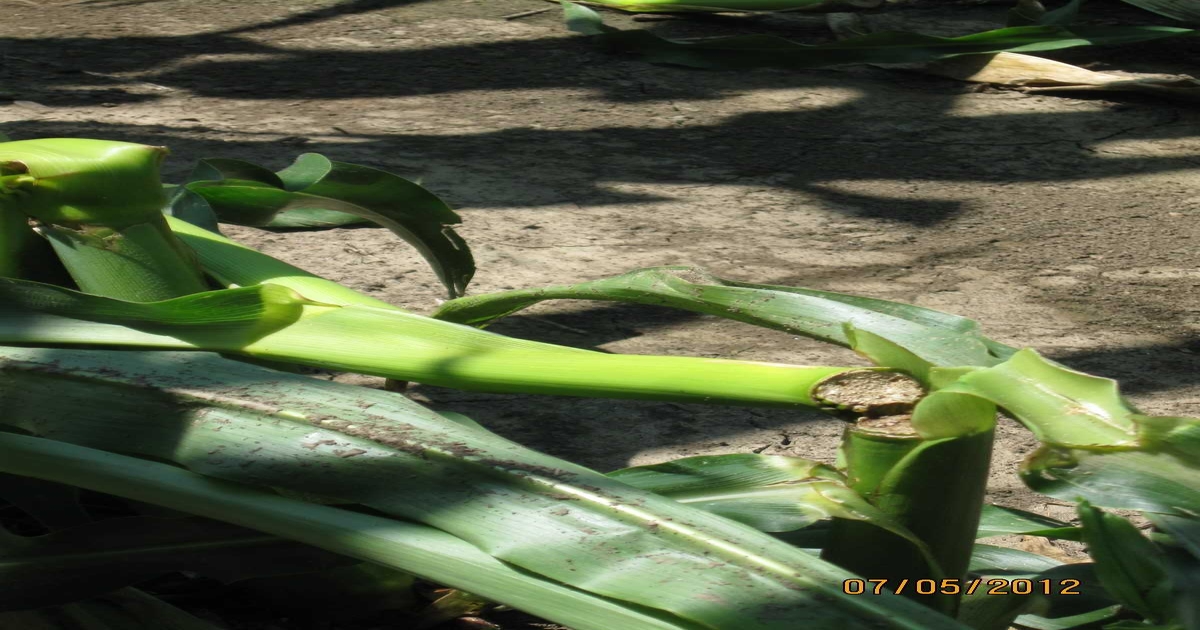 Wind damage in corn - “Green Snap” and Root Lodging