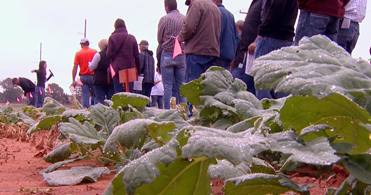 Producers facing weed pressure from summer and winter annuals