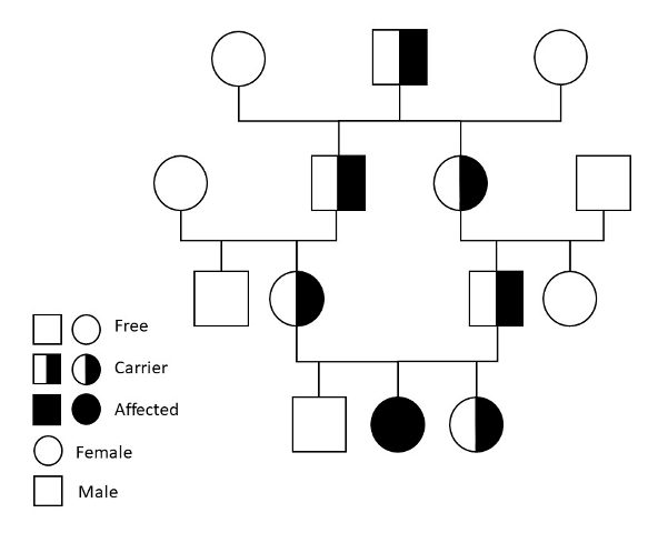 UNL contributes to the id of new genetic defects in cattle