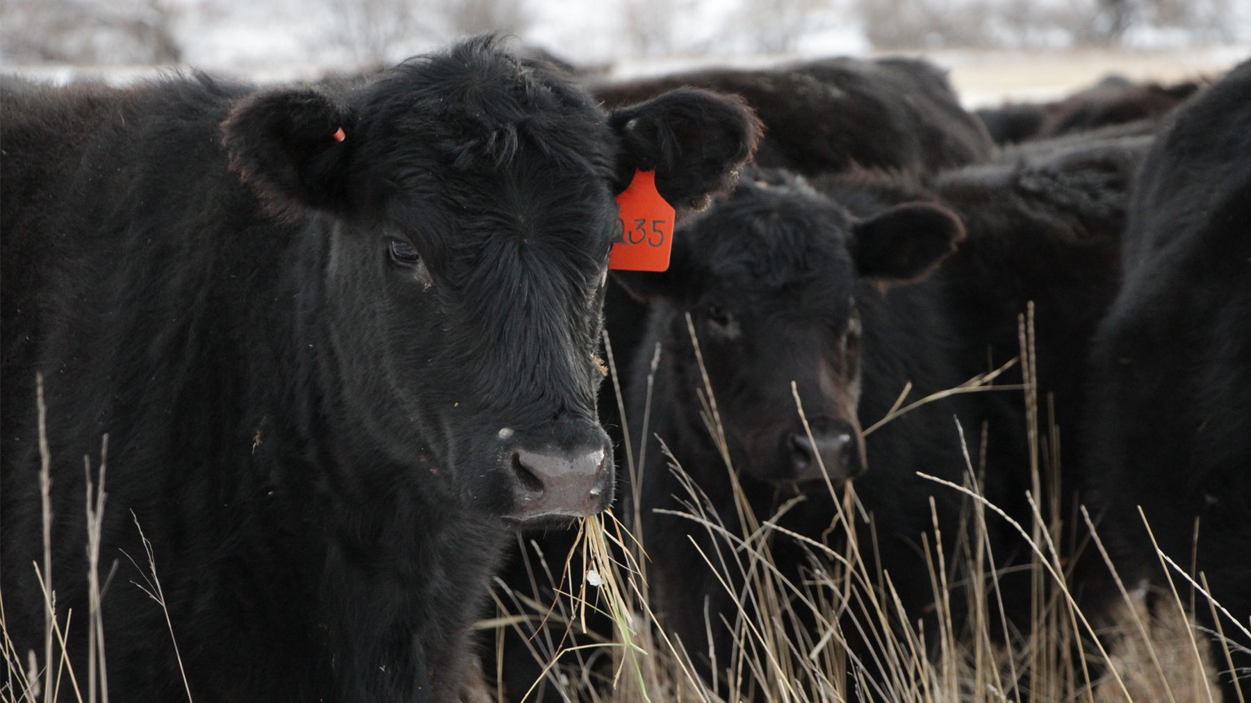 Nebraska Farmer
