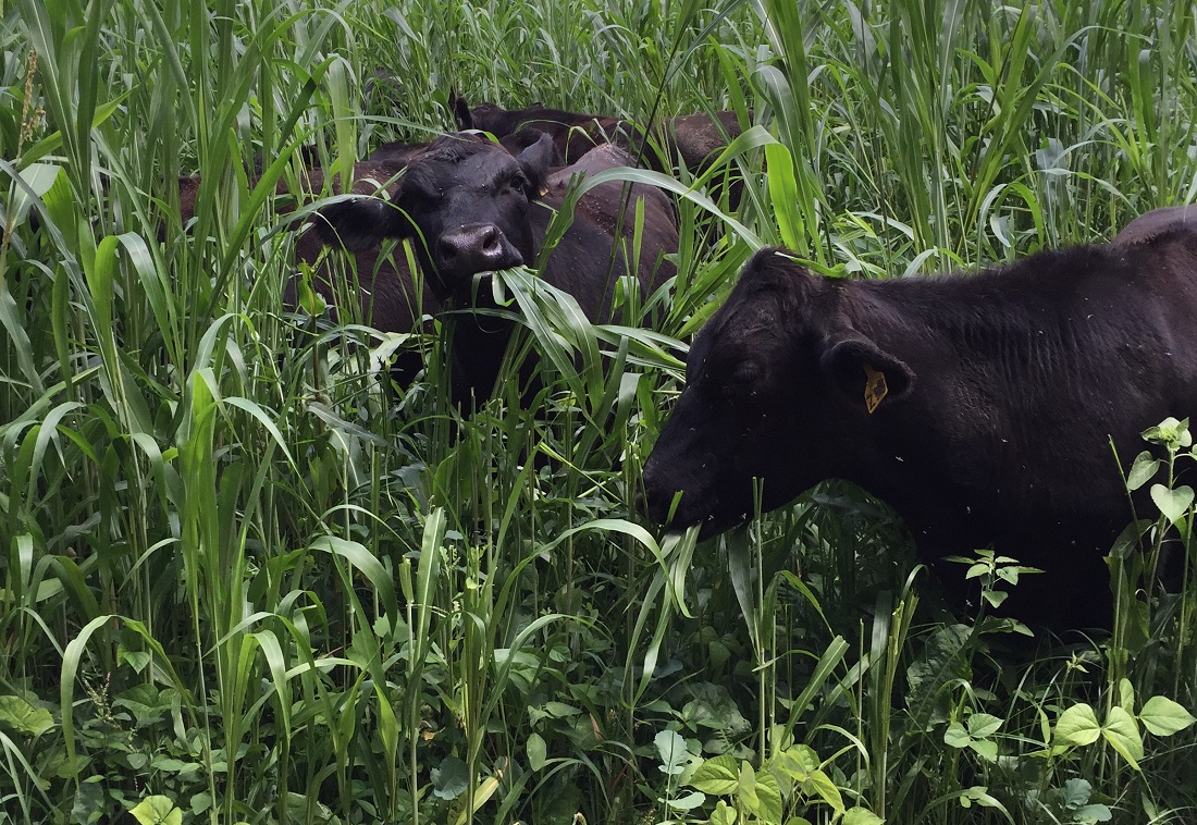 Cover cropping and grazing study built soil fast