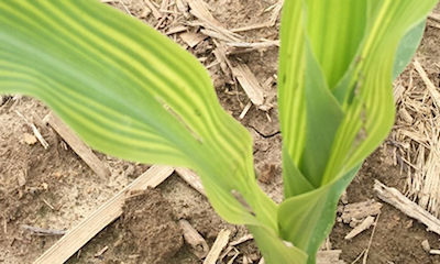 Indiana corn struggles with micronutrient uptake, rapid growth syndrome