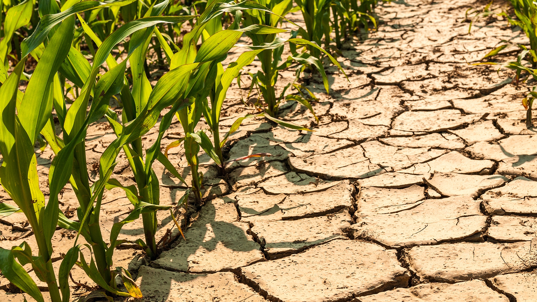 Feedback from the Field: Dry soils haunt growers across the country