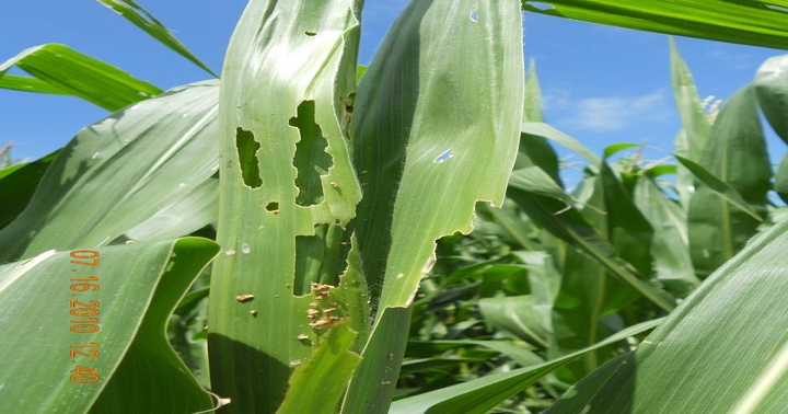 Corn scouting calendar: insects and diseases