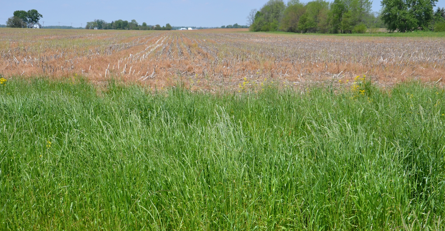 Field borders protect vulnerable areas, boost income