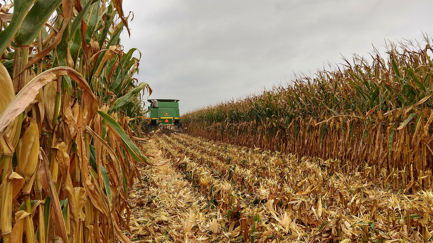 Corn fodder management strategies for farmers