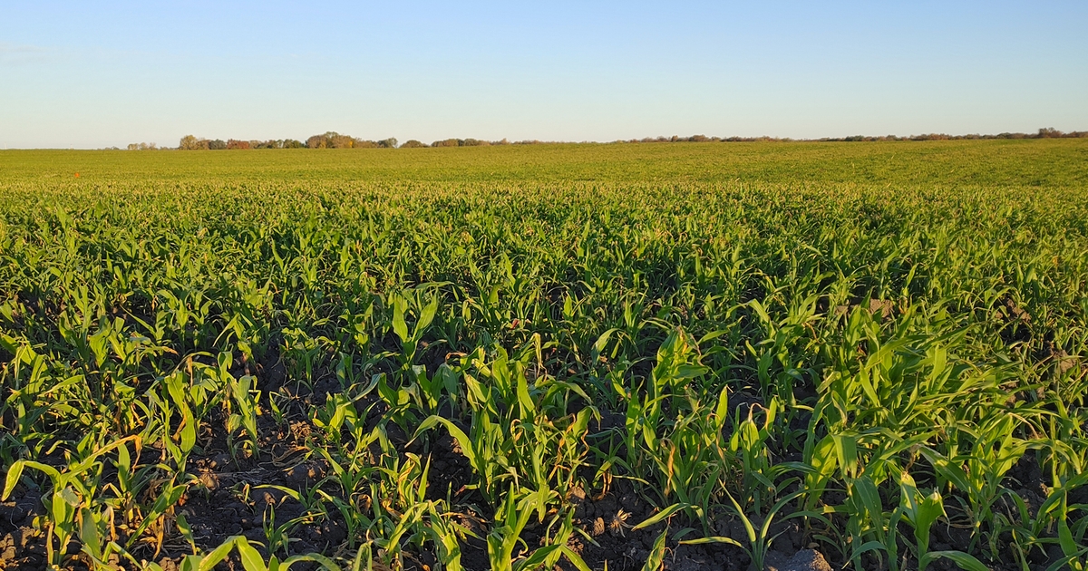 Choosing corn hybrids, bean varieties easier using online resources