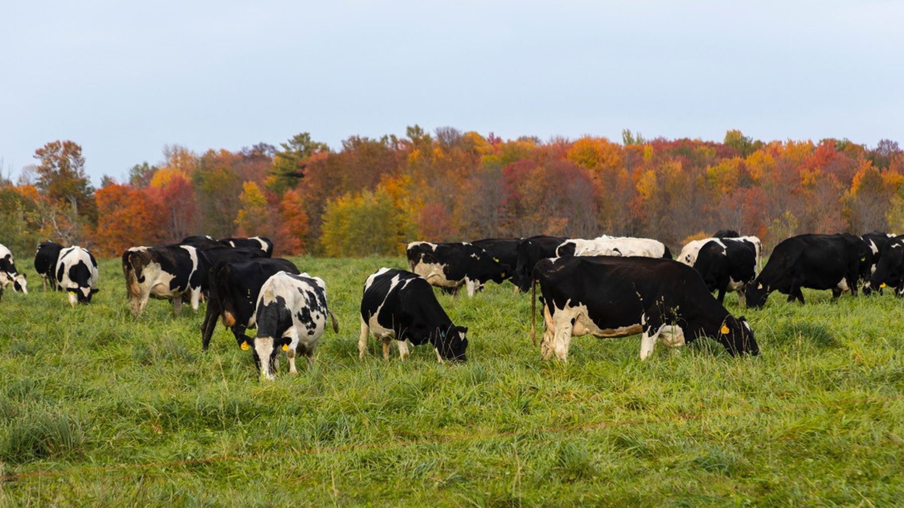 Rotational grazing increases yields for dairy and beef cattle farmers